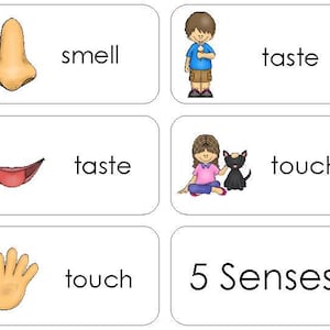 11 Five Senses Beginning Stages Quick Reference Flashcards. Daycare-1st ...