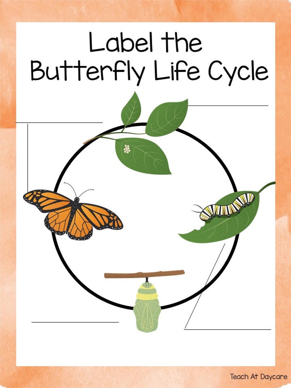 Life Cycle of a Butterfly Science Curriculum Unit. Worksheets ...