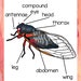 Life Cycle of a Cicada Science Curriculum Unit. Worksheets, Activities ...