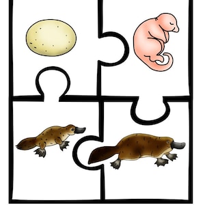 Life Cycle of a Platypus Science Curriculum Unit. Worksheets ...