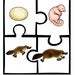 Life Cycle of a Platypus Science Curriculum Unit. Worksheets ...
