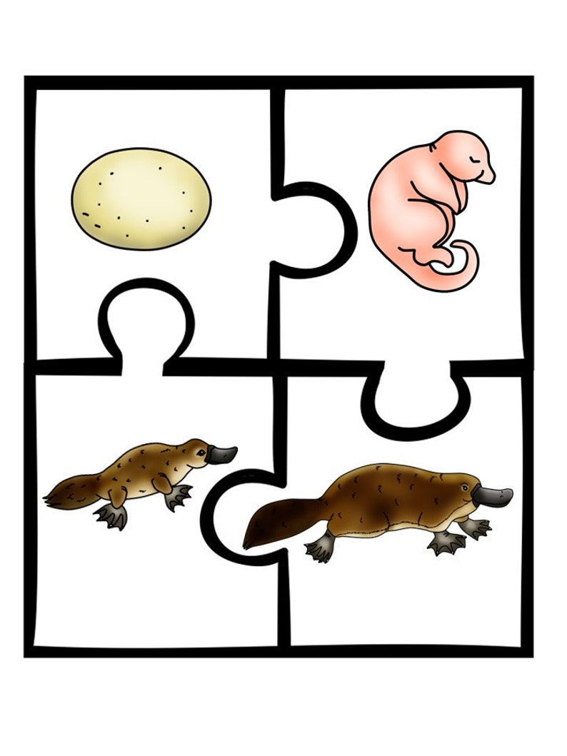 Life Cycle of a Platypus Science Curriculum Unit. Worksheets ...