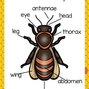 Life Cycle of a Honey Bee Science Curriculum Unit. Worksheets ...