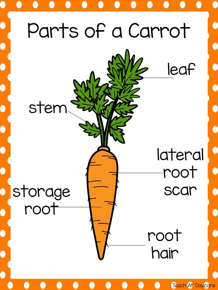 Life Cycle of a Carrot Science Curriculum Unit. Worksheets, Activities ...