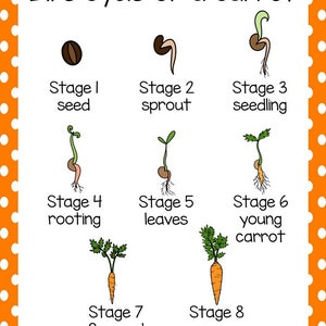 Life Cycle of a Carrot Science Curriculum Unit. Worksheets, Activities ...