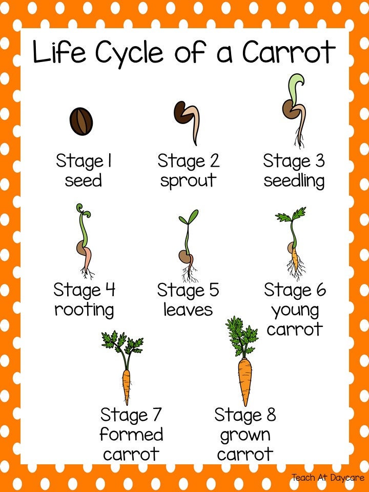 Life Cycle of a Carrot Science Curriculum Unit. Worksheets, Activities ...