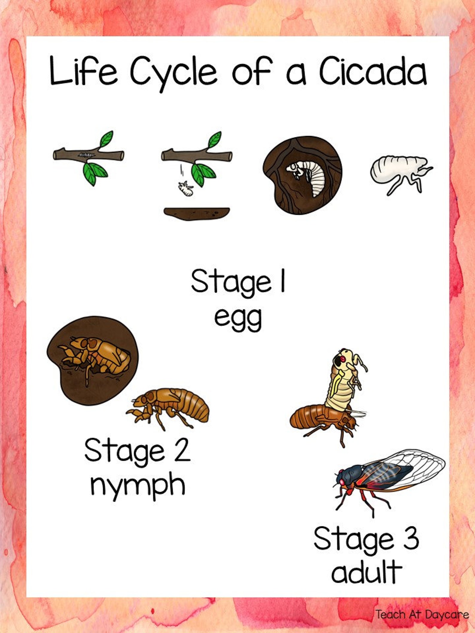 Life Cycle of a Cicada Science Curriculum Unit. Worksheets, Activities ...