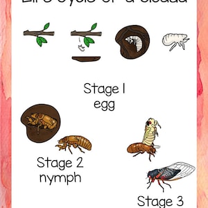 Life Cycle of a Cicada Science Curriculum Unit. Worksheets, Activities ...
