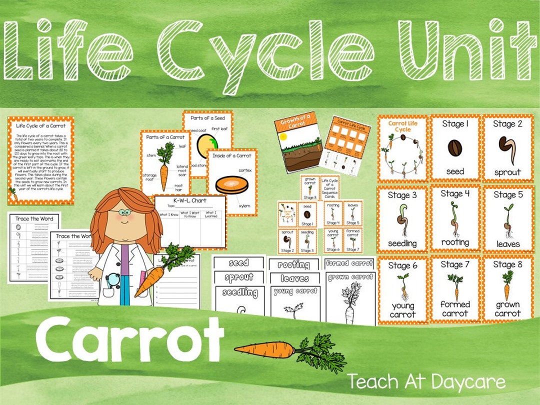 Life Cycle of a Carrot Science Curriculum Unit. Worksheets, Activities ...