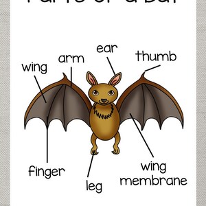 Life Cycle of a Bat Science Curriculum Unit. Worksheets, Activities ...