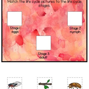 Life Cycle of a Cicada Science Curriculum Unit. Worksheets, Activities ...