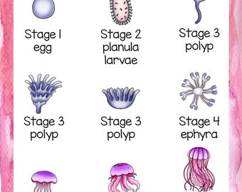 Jellyfish Life Cycle Labeled