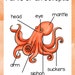 Life Cycle of an Octopus Science Curriculum Unit. Worksheets ...