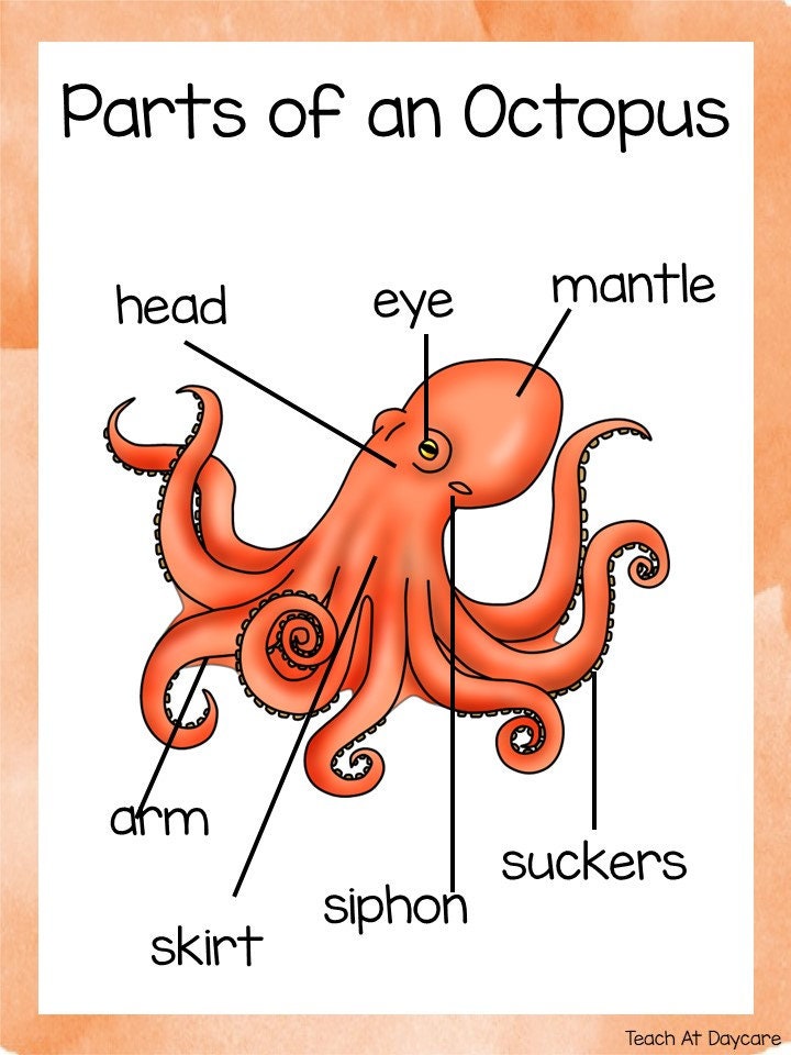 Life Cycle of an Octopus Science Curriculum Unit. Worksheets ...