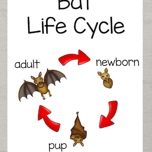 Life Cycle of a Bat Science Curriculum Unit. Worksheets, Activities ...