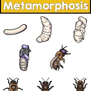 Life Cycle of a Honey Bee Science Curriculum Unit. Worksheets ...