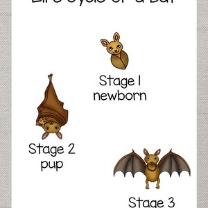 Life Cycle of a Bat Science Curriculum Unit. Worksheets, Activities ...