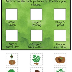 Life Cycle of a Plant Science Curriculum Unit. Worksheets, Activities ...