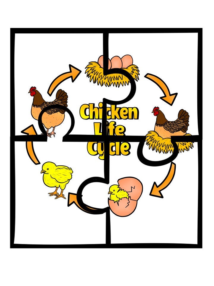 Life Cycle of a Chicken Science Curriculum Unit. Worksheets, Activities ...