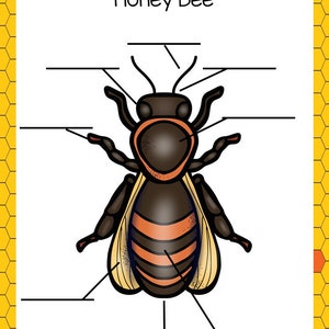Life Cycle of a Honey Bee Science Curriculum Unit. Worksheets ...