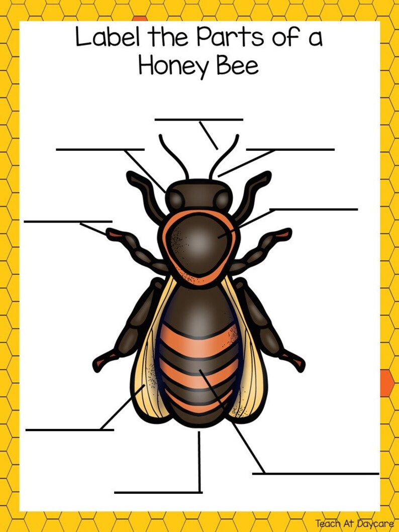 Life Cycle of a Honey Bee Science Curriculum Unit. Worksheets ...