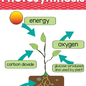 Life Cycle of a Watermelon Science Curriculum Unit. Worksheets ...