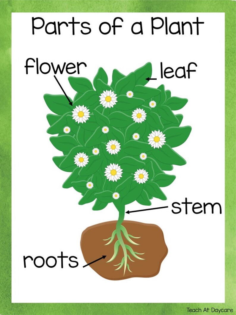 Life Cycle of a Plant Science Curriculum Unit. Worksheets, Activities ...