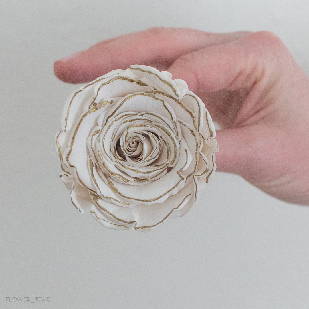 Ivory and Gold Preserved Roses Preserved Rose Heads - Etsy