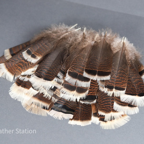 Turkey Feather Art - Etsy