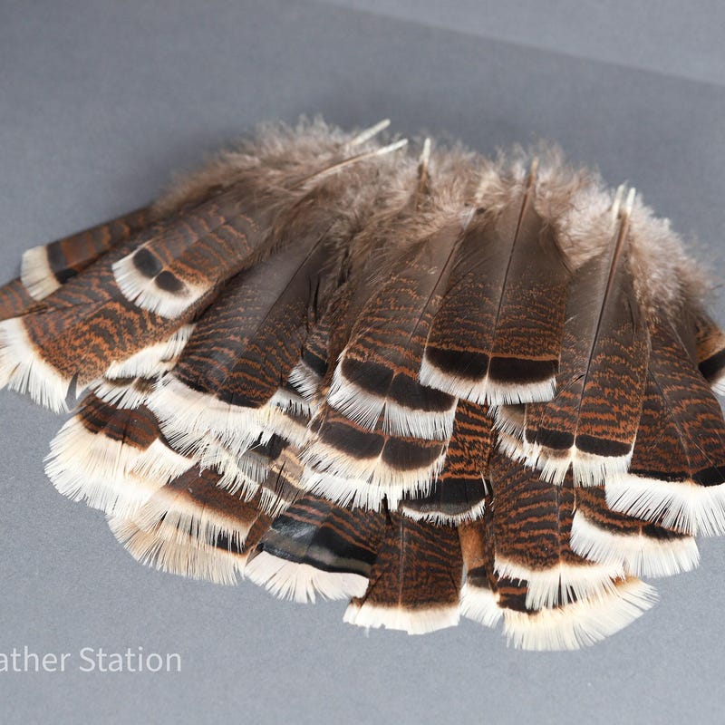 Large Fan Feathered - Etsy