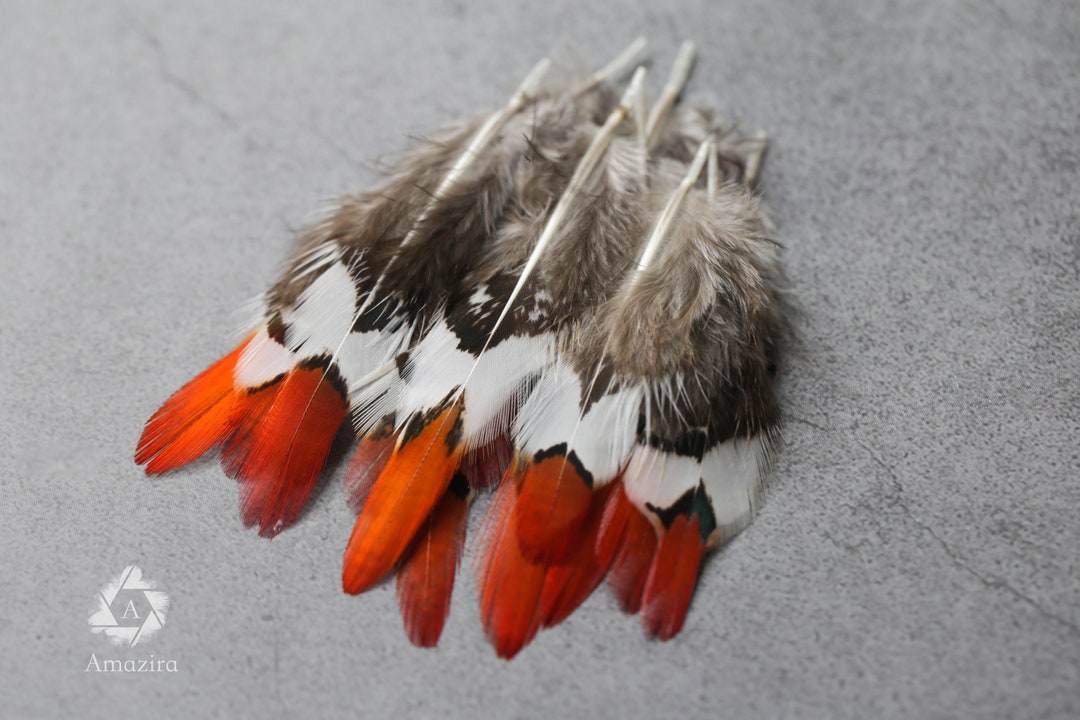 Small Natural Red Tip Golden Pheasant Feathers, 1 Inch - 2 Cm Loose ...