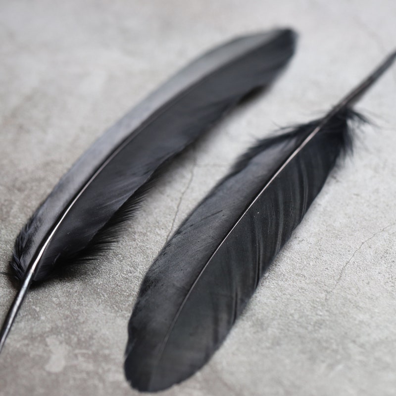 Large Feathers - Etsy