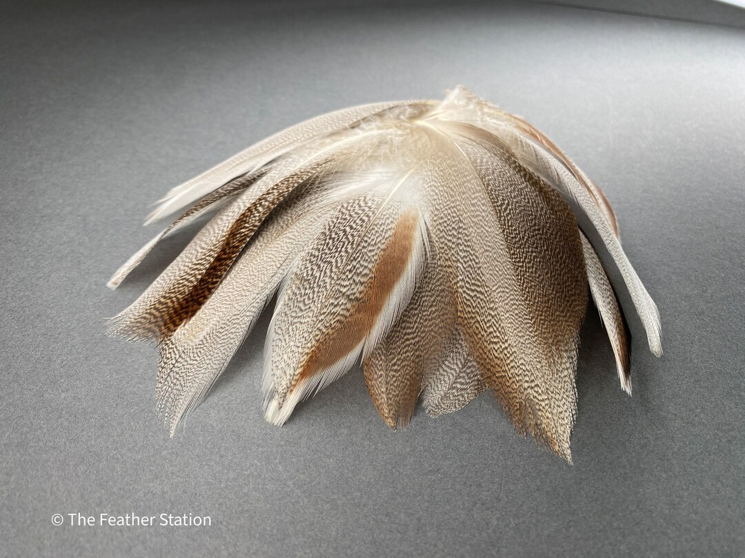 White Brown Mallard Duck Speckled Flank Feather, 4-8 CM Cm, 2-3 Inch ...