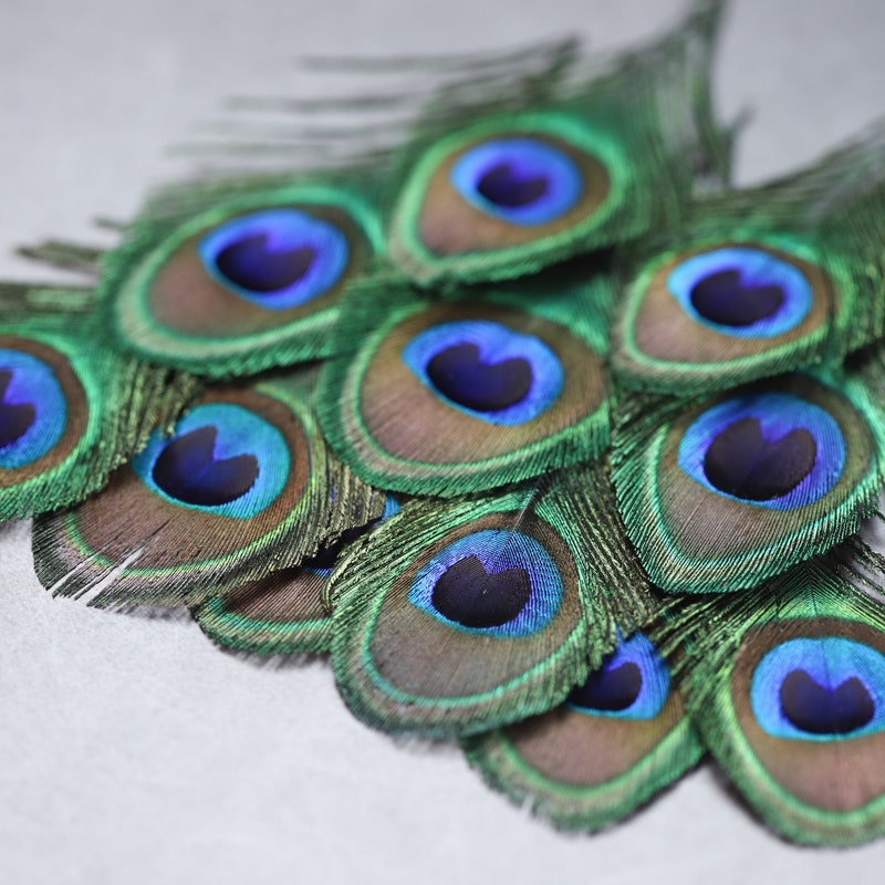 Buy Small Natural Peacock Feathers Online In India - Etsy India