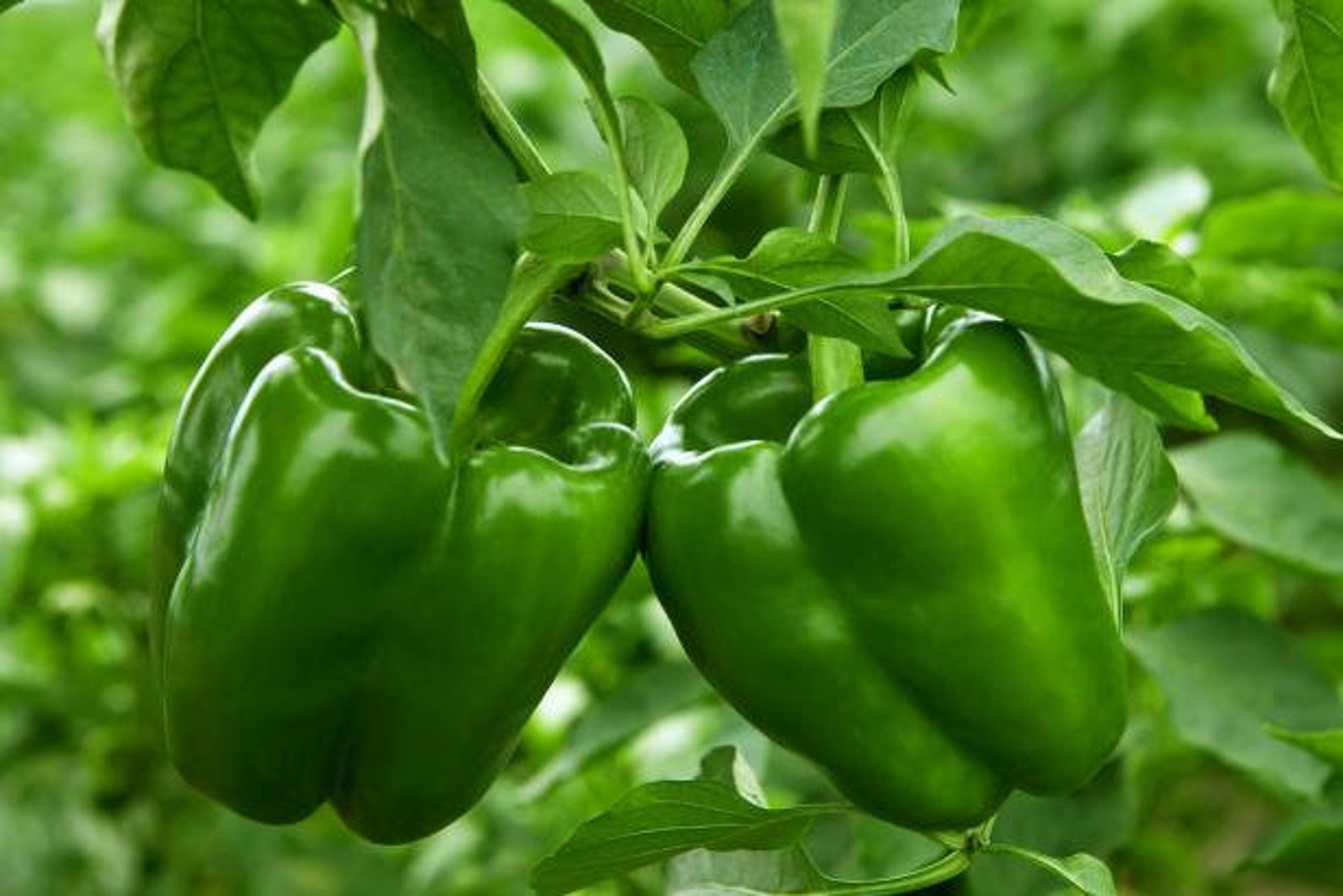 Colorful Green Pepper Seeds - Etsy