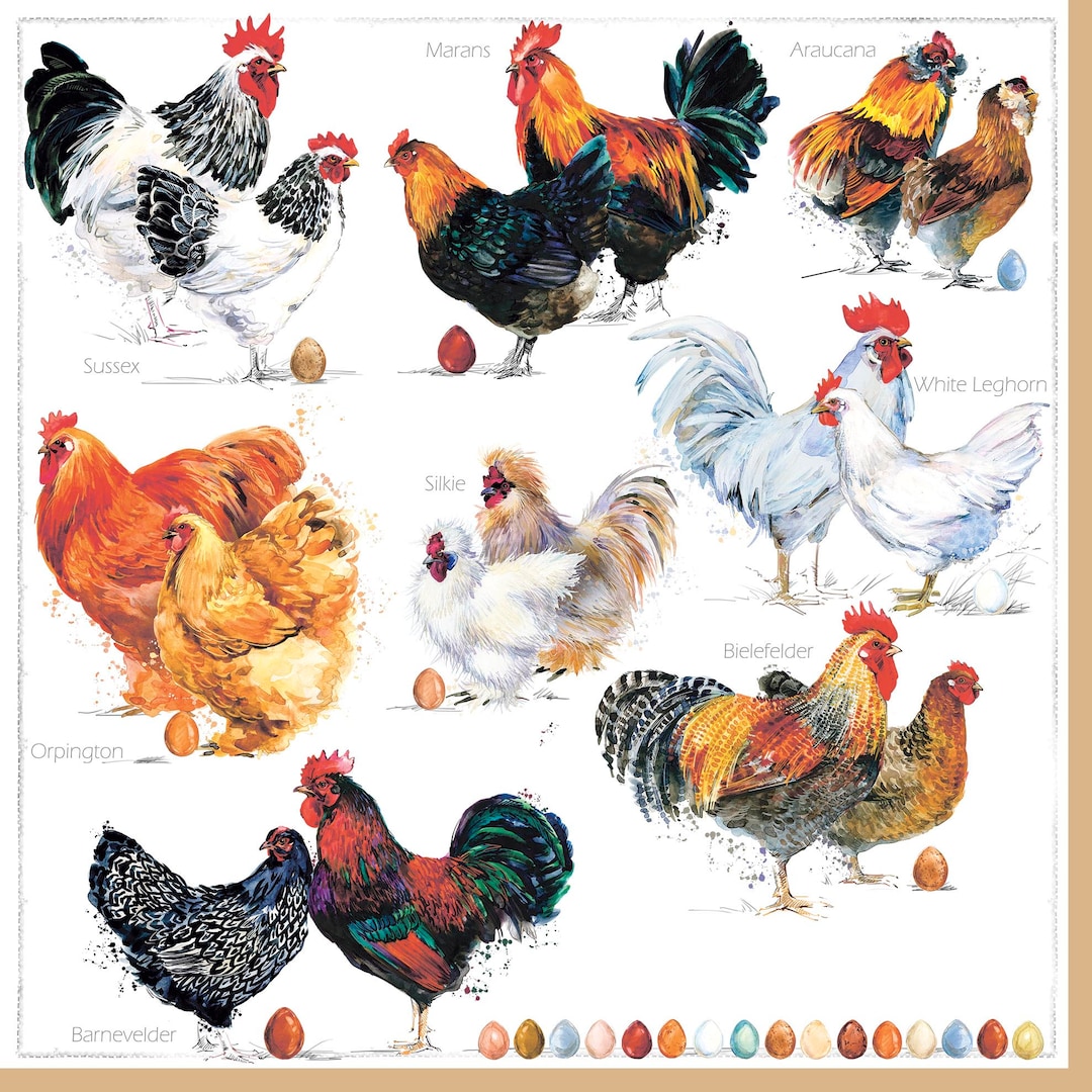 CHICKEN COLLECTION Decoupage Paper Napkins, Chicken Napkins, Lunch ...