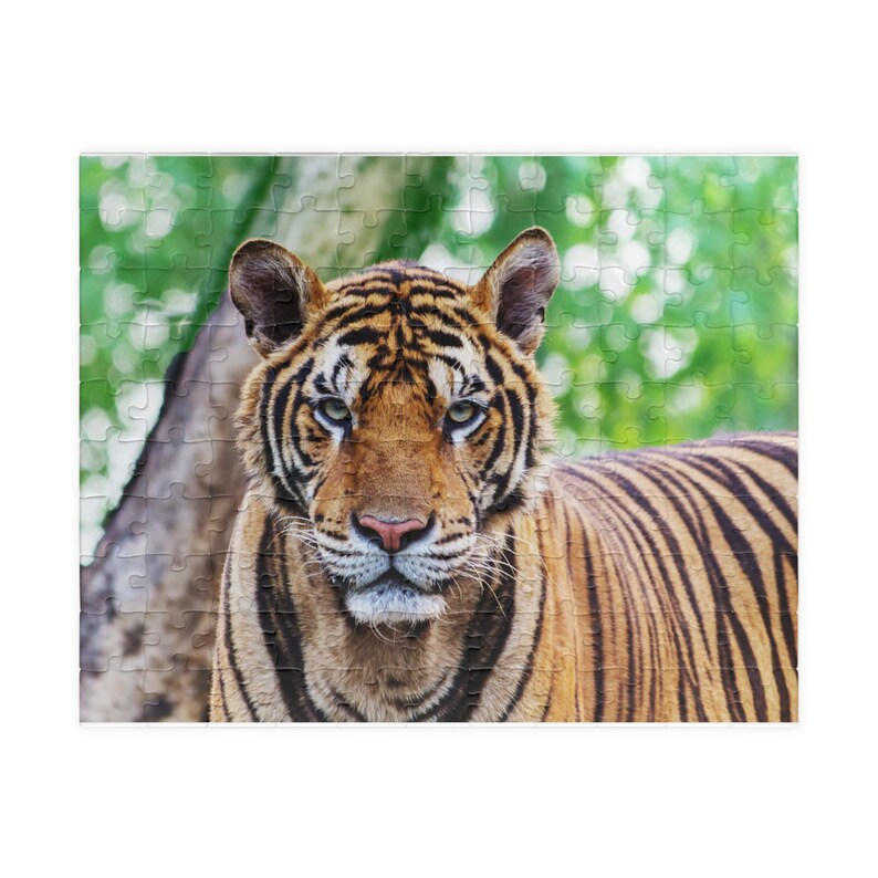 BENGAL TIGER Puzzle 110, 252, 520 and 1014 Piece Options - Etsy