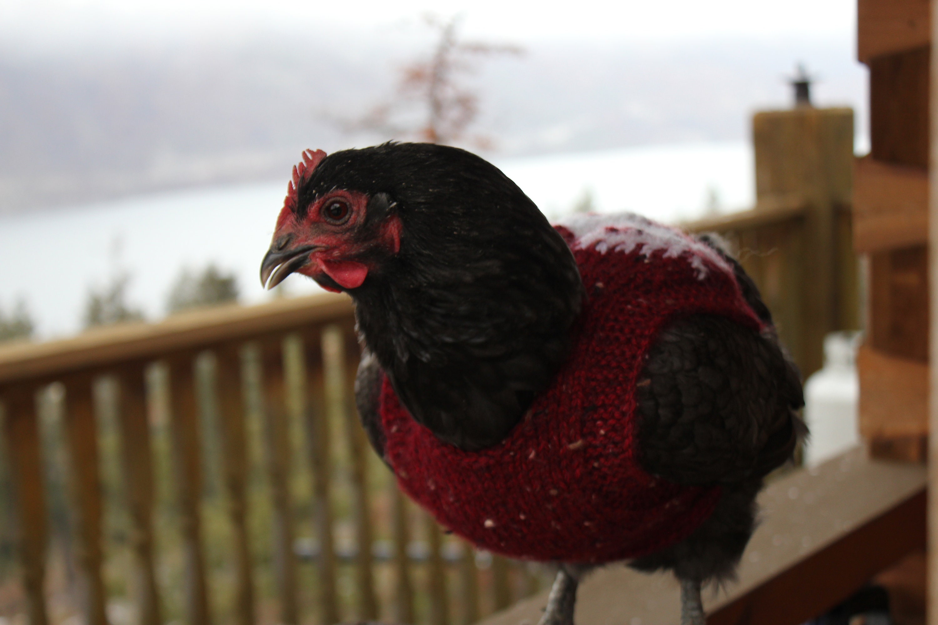 Hand Knit Chicken Sweaters. Message Us to Pick a Colour. - Etsy Canada