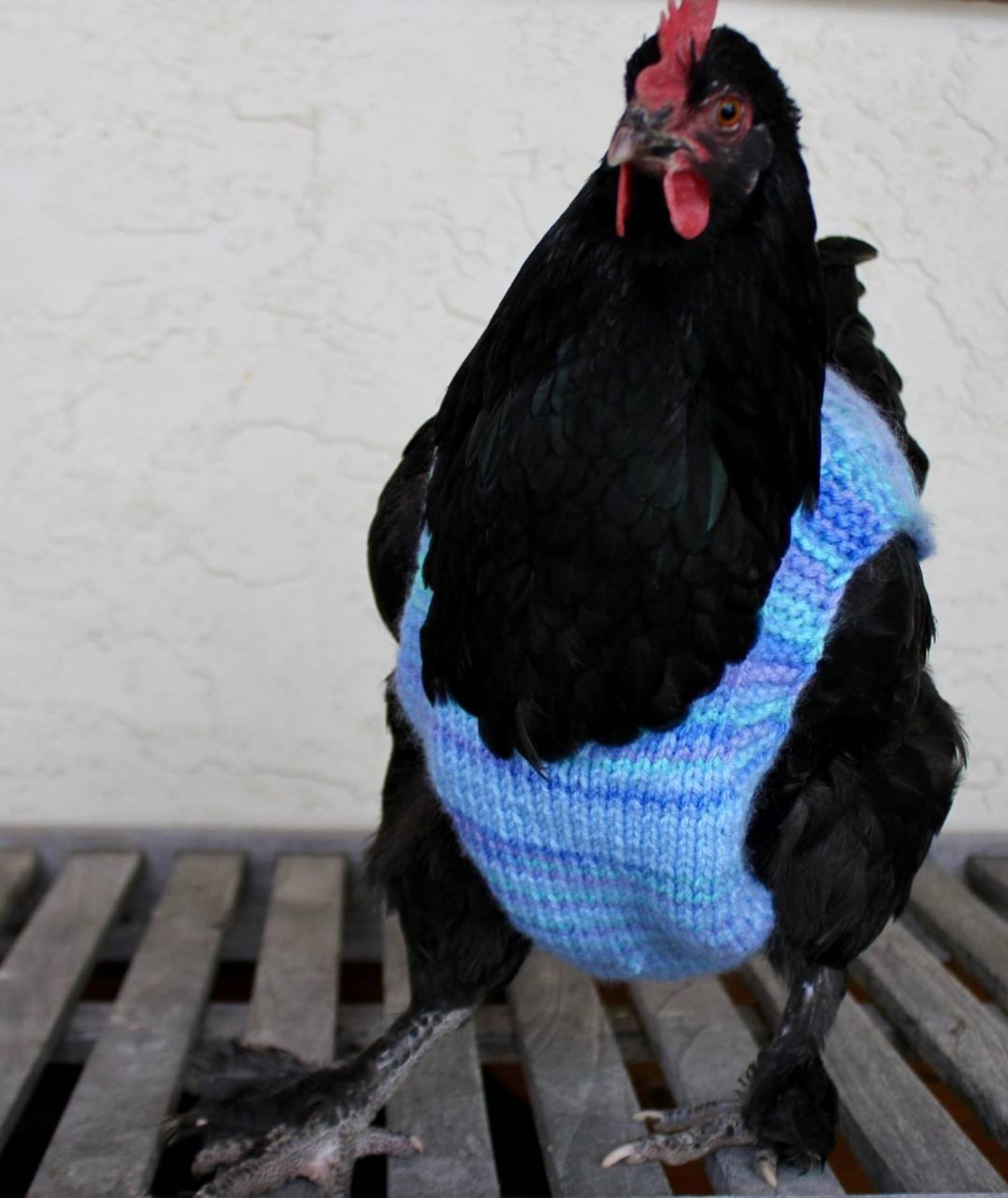Hand Knit Chicken Sweaters. Message Us to Pick a Colour. - Etsy