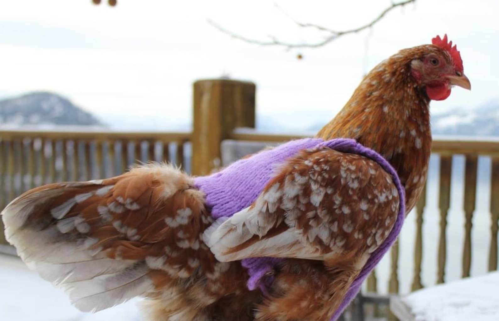 Hand Knit Chicken Sweaters. Message Us to Pick a Colour. - Etsy