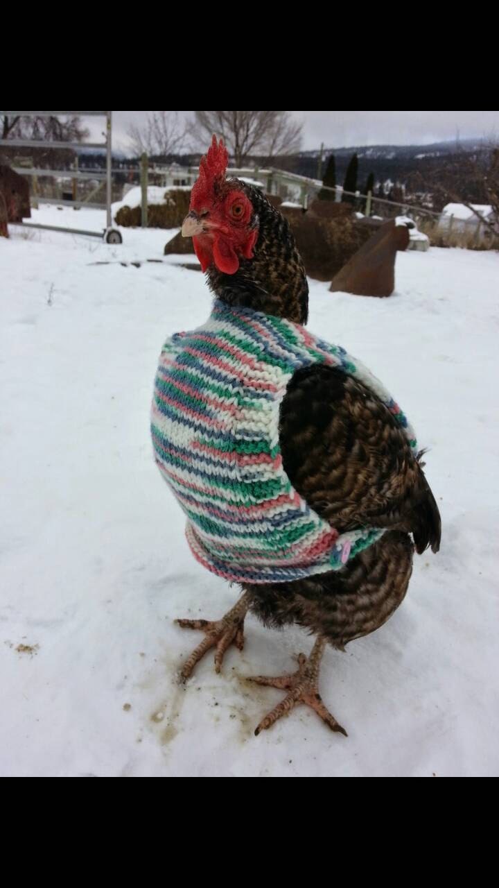 Hand knit chicken sweaters. Message us to pick a colour. | Etsy