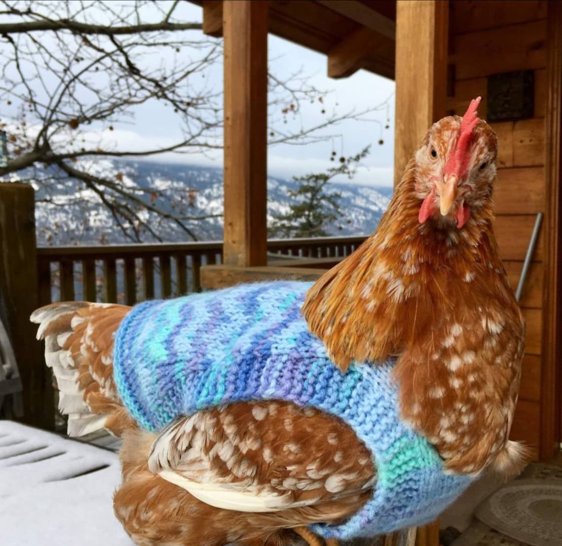 Hand Knit Chicken Sweaters. Message Us to Pick a Colour. - Etsy