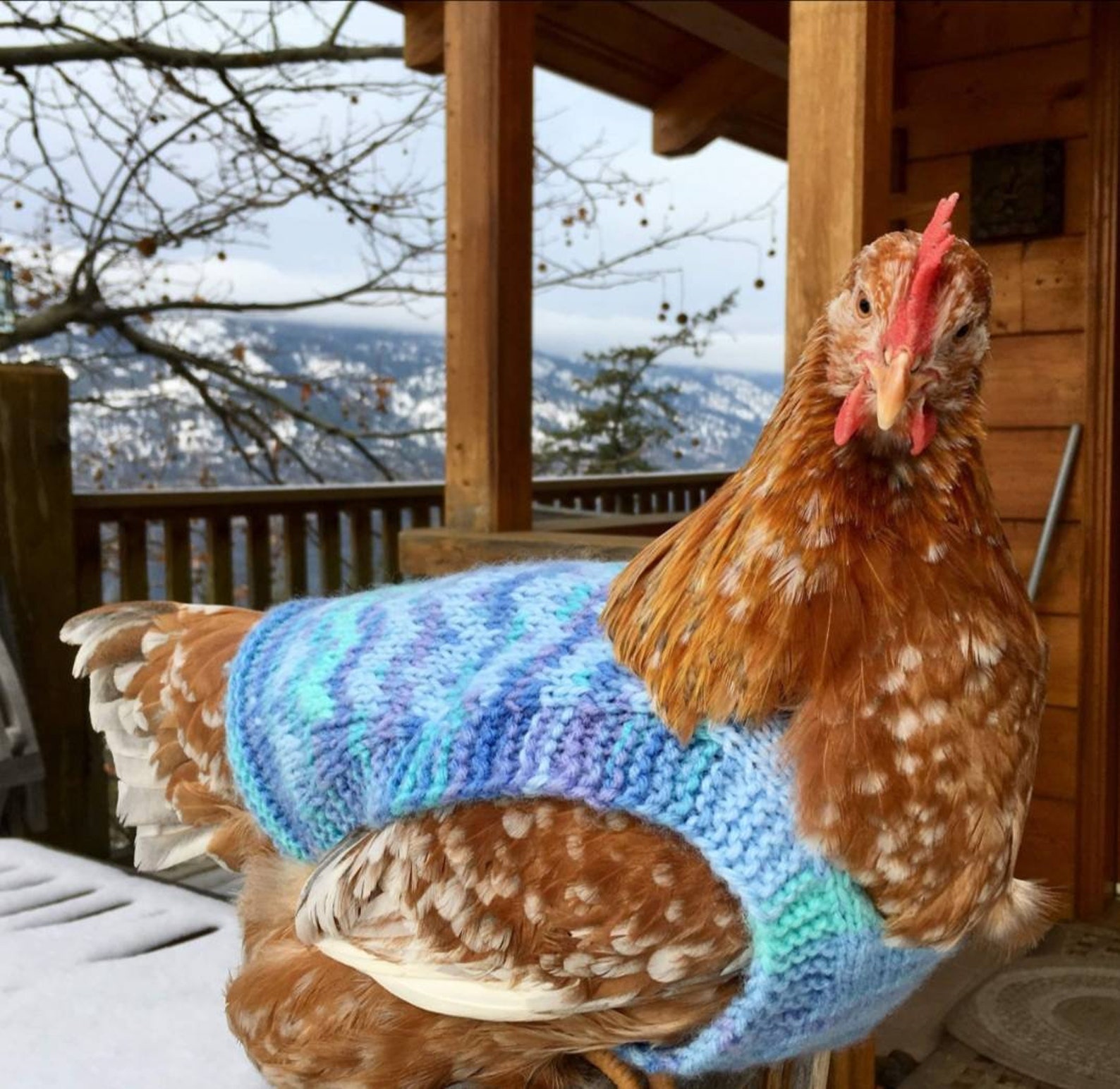 Hand Knit Chicken Sweaters. Message Us to Pick a Colour. - Etsy
