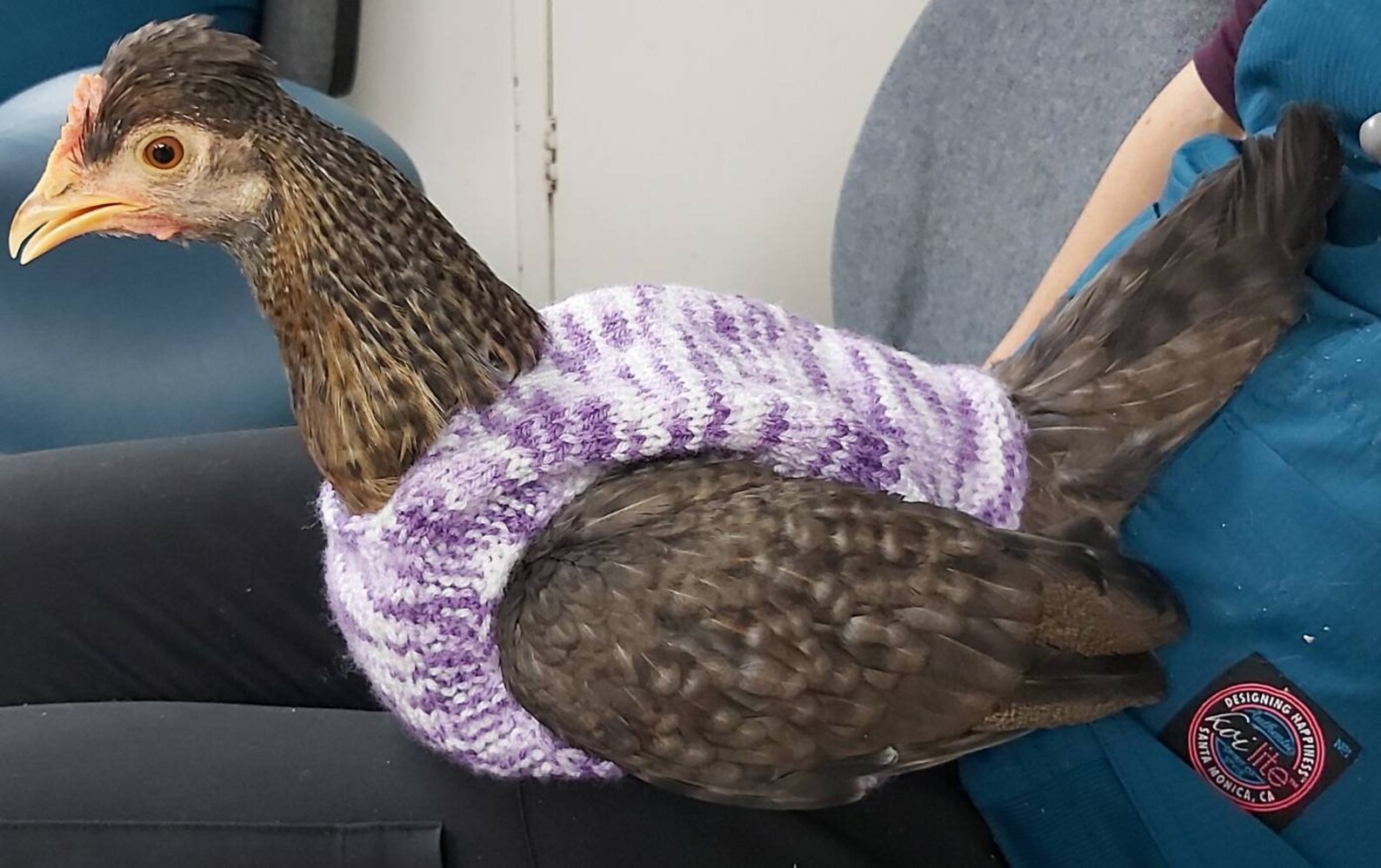 Hand Knit Chicken Sweaters. Message Us to Pick a Colour. - Etsy