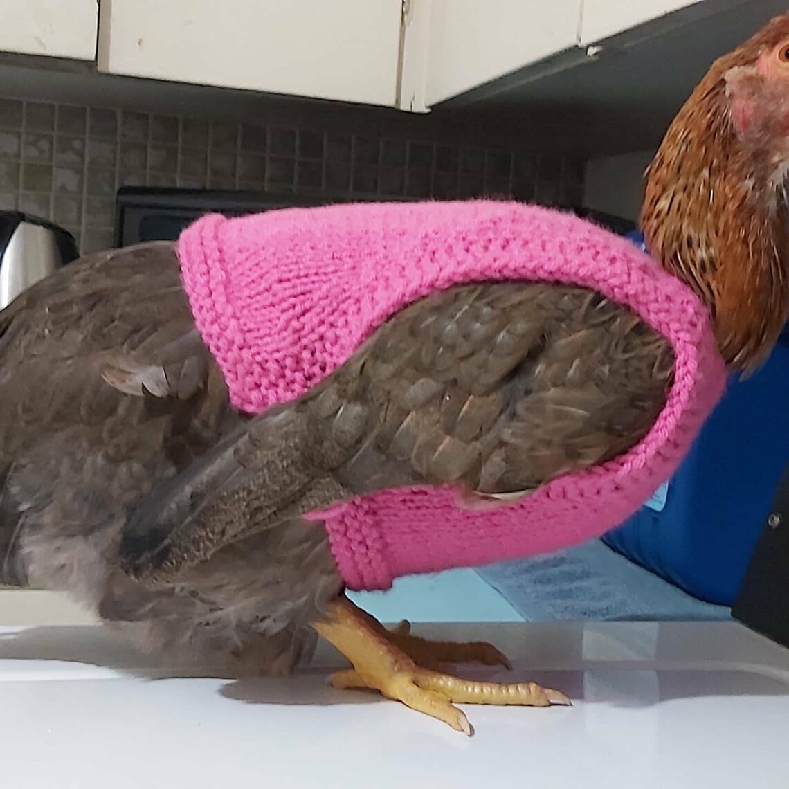 Hand Knit Chicken Sweaters. Message Us to Pick a Colour. - Etsy