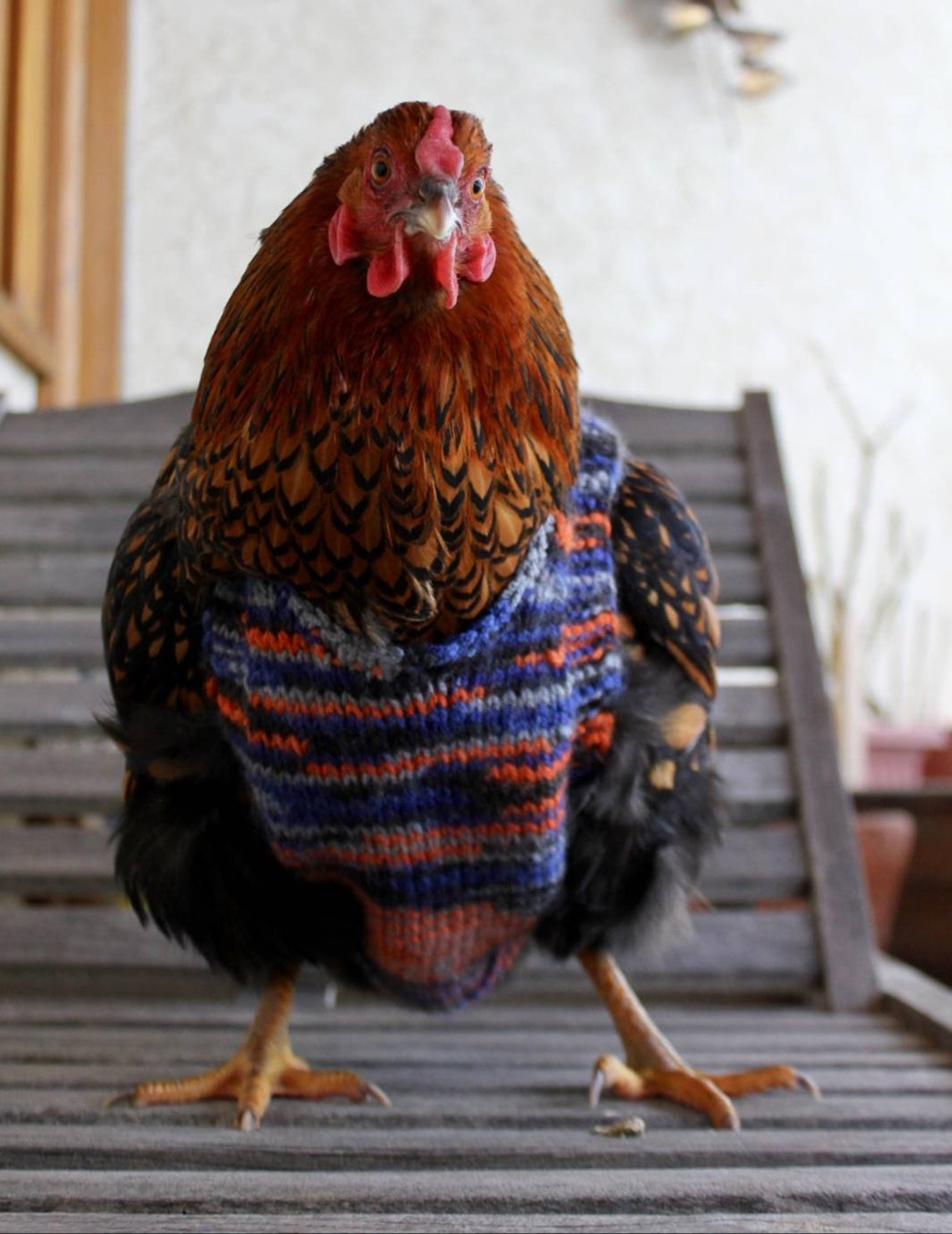Hand Knit Chicken Sweaters. Message Us to Pick a Colour. - Etsy