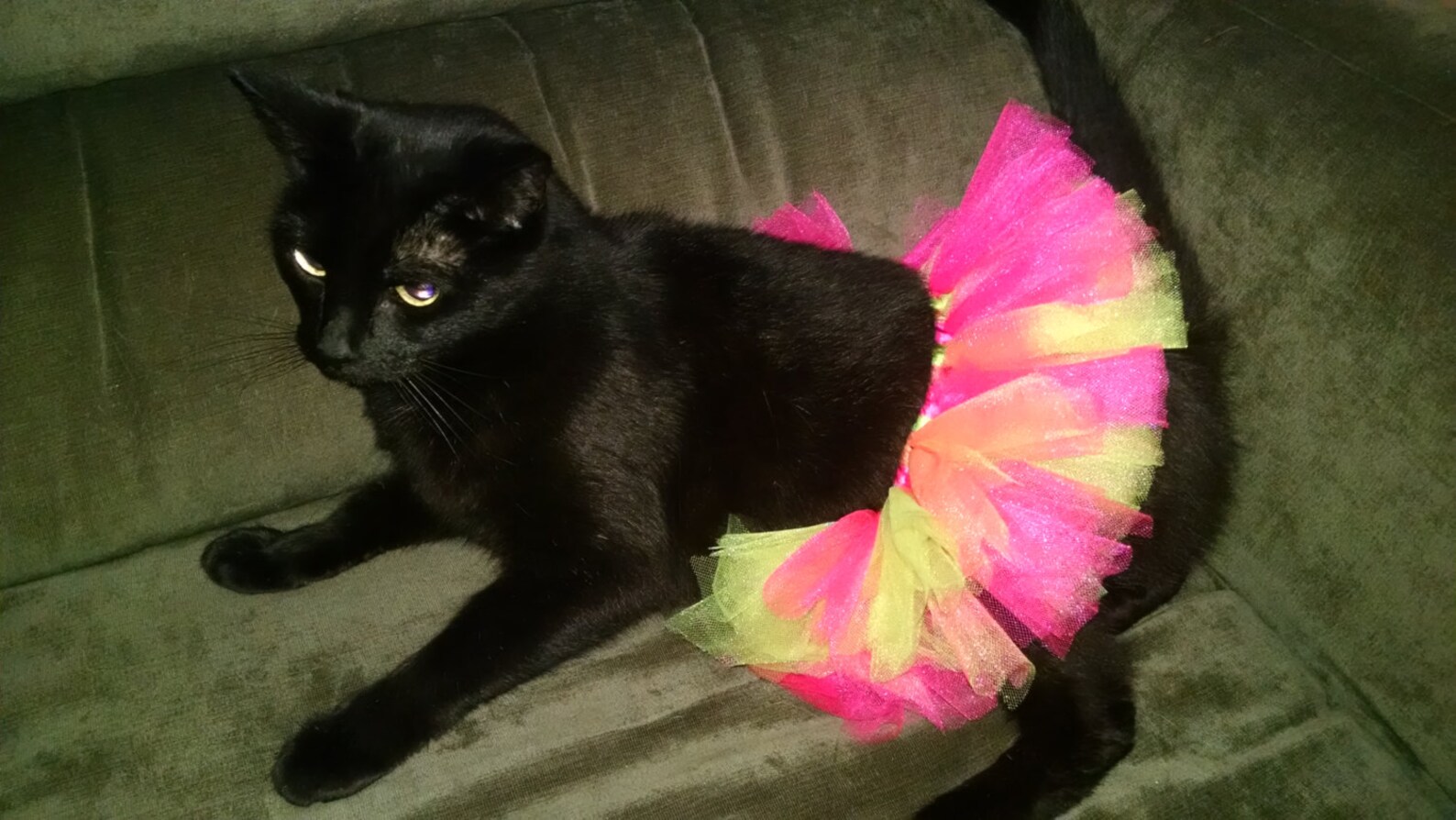 Dog Tutu Cat Tutu Tutu for Dog Tutu for Cat Custom | Etsy