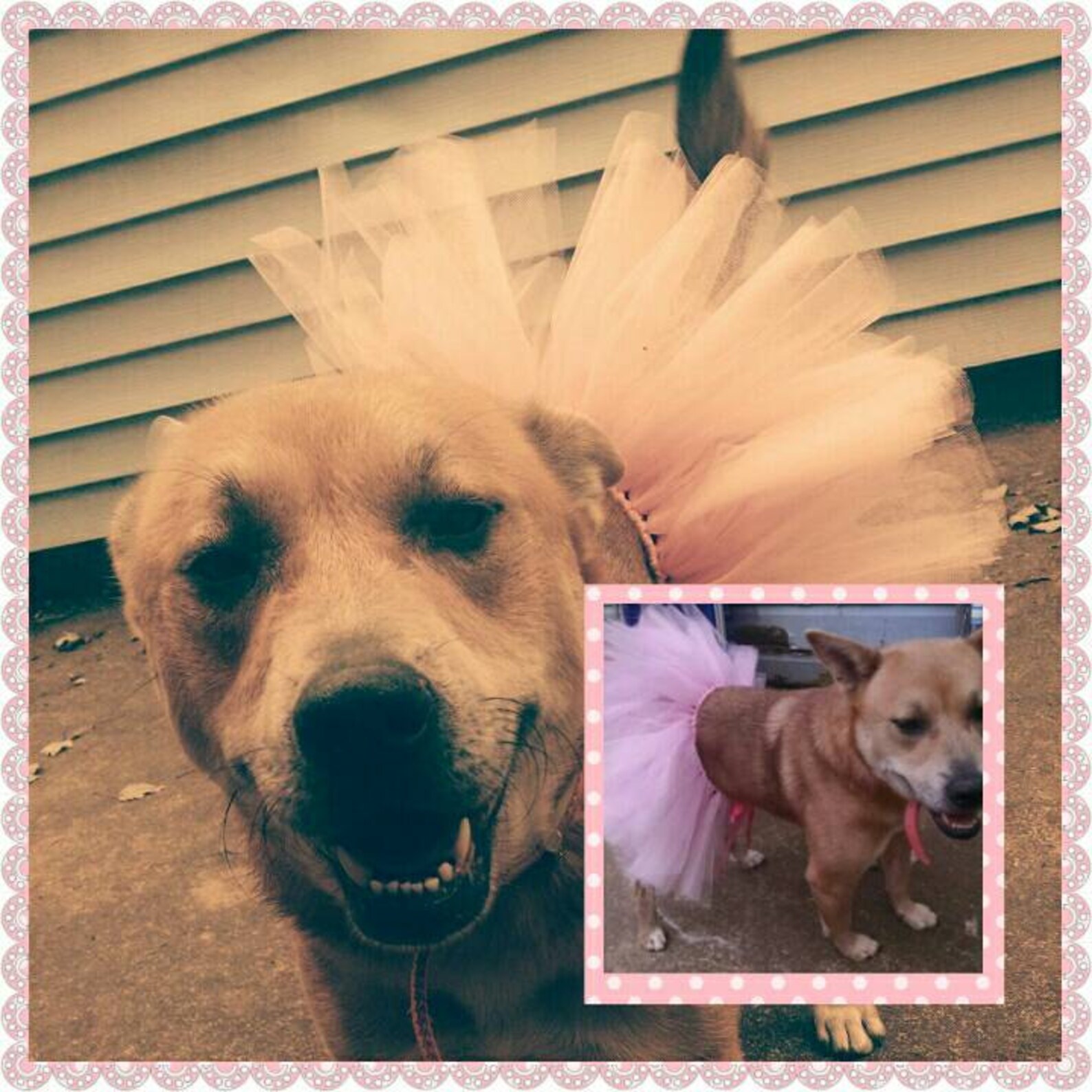 Dog Tutu Cat Tutu Tutu for Dog Tutu for Cat Custom | Etsy