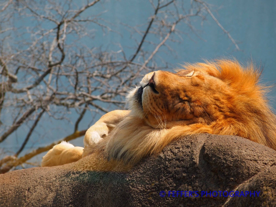 African Lion Loving the Sun Zoo Digital Photography 8x10 or - Etsy