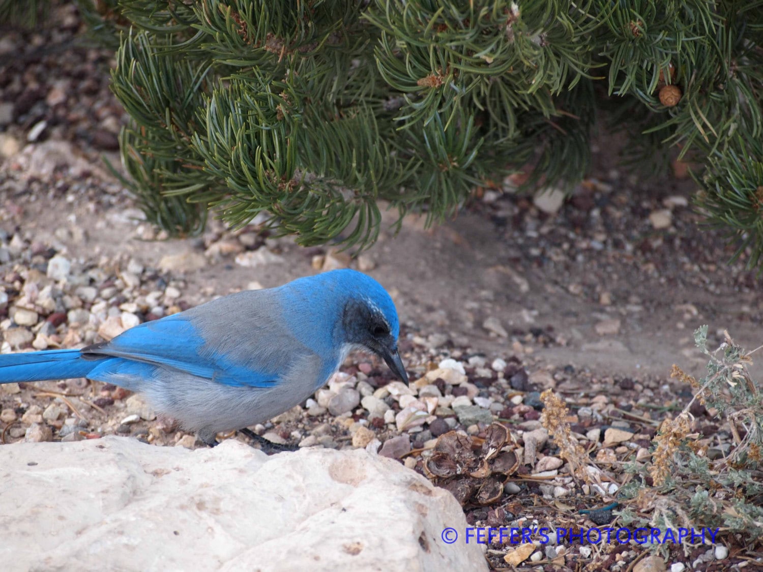 Grand Canyon "blue Jay" , the Western Scrub-jay Arizona Digital ...